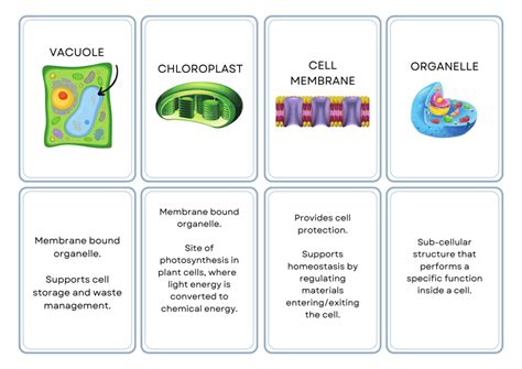 Structure And Function Of A Cell And Its Organelles Eukaryotic Cells