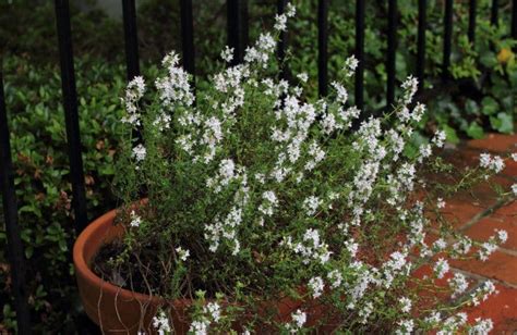 Як виростити Чебрець з насіння будинку і на дачі посадка й догляд