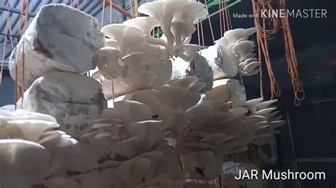 Topic Paggawa Ng Dayami Substrate L Jar Mushroom L Libhay A Castuera