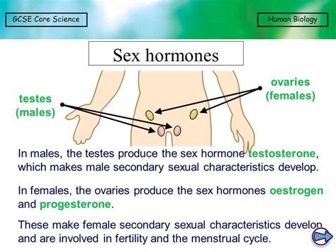 Decoding The Menstrual Cycle Graphing Lab Your Answer Key Unveiled