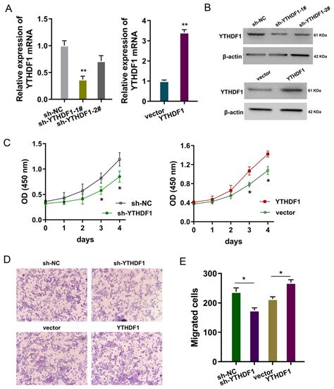 N6 Methyladenosine Reader Ythdf1 Regulates The Proliferation And