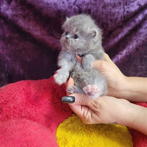 فروش بچه گربه پرشین بلو صورت عروسکی فروش بچه گربه پشمالو زیبا