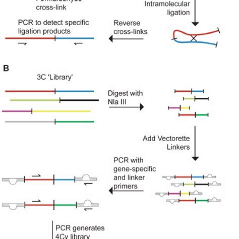 Schematic Representations Of Chromosome Conformation Capture C And Download Scientific