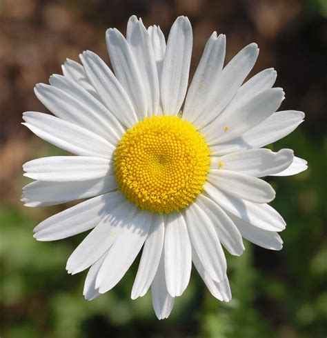 White Daisy Daisy Flowers Perennials Daisy Flower