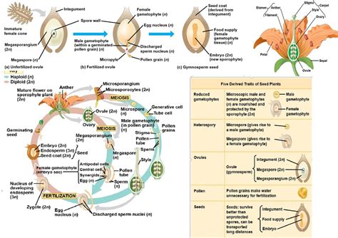 Biology Chapter Plant Seeds Diagram Quizlet