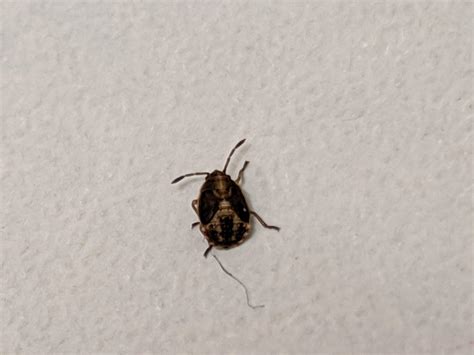 Found In London Uk Its Really Tiny R Whatsthisbug