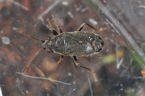 Stygnocoris Rusticus Wanzen Im Ruhrgebiet