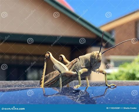 Giant Locust Grasshopper On Car Roof Stock Image Image Of Roof Giant