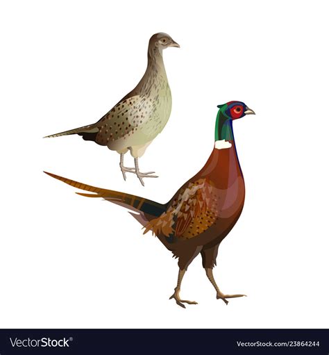 Pheasants Cock And Hen Royalty Free Vector Image