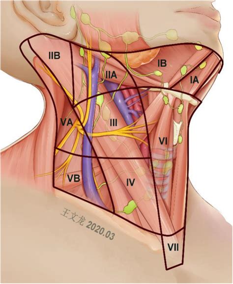 Lymph Nodes In Neck Levels