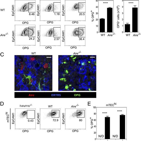 Mtec Expression Of Opg Occurs Independently Of Aire A Flow