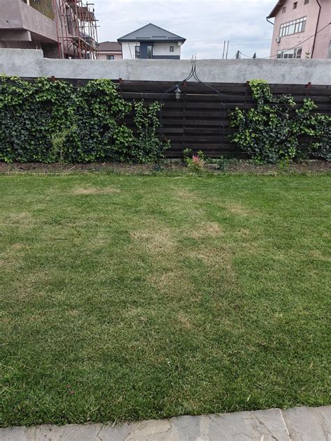 Spots Of Dried Grass Even Though It Rained Rlawncare