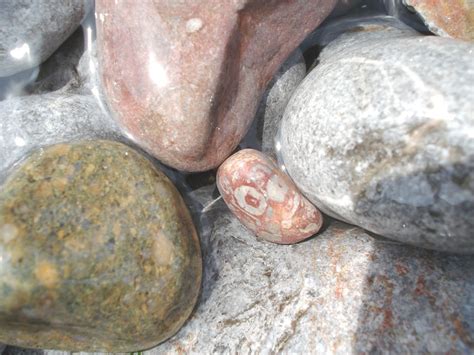 Crinoidal Limestone Pebble Uk Fossil Collecting