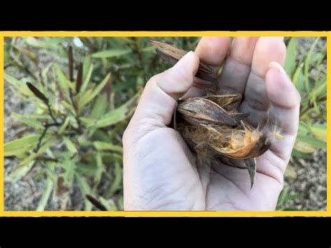 How Do You Plant Oleander Seeds