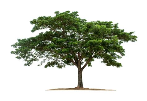 Árbol Aislado Sobre Fondo Blanco Foto Premium