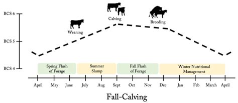 Body Condition Scoring Of Beef Cattle Mu Extension