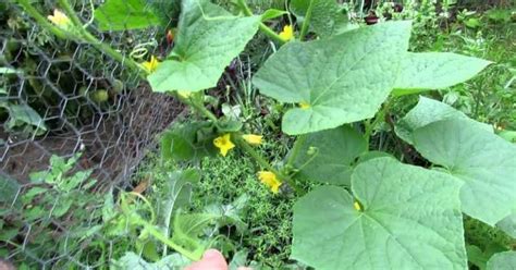 Monoecious Plants Examples And How To Identify Them The Gardeners World