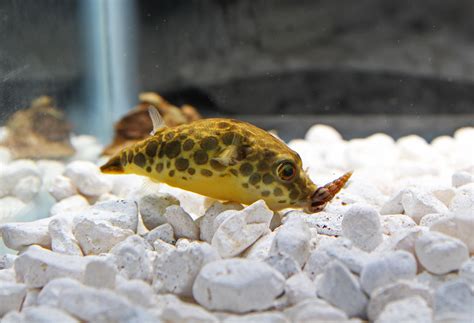 Freshwater Spotted Puffer