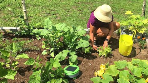 Is The Tertill Garden Weeding Robot Really Worth Buying Heres What Reviews Are Saying