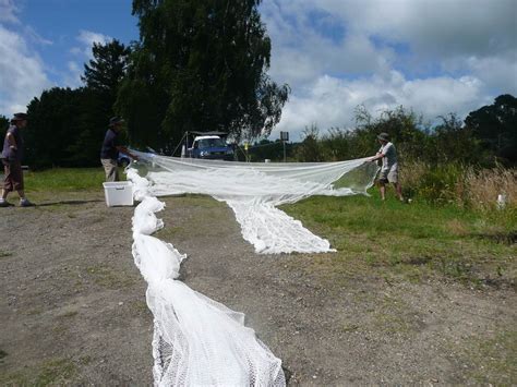 Stretching Out Grass Carp Enclosure Wall Netting Niwa