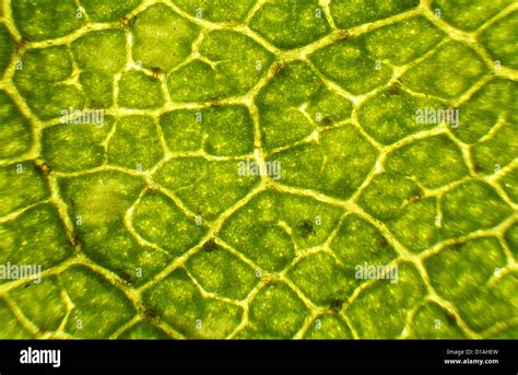 Plant Cell Under Microscope Labeled 40x At Roy Bush Blog