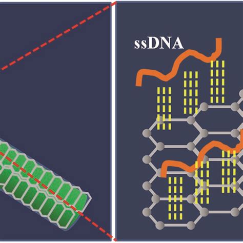 The Schematic Of Ssdna Chains Interacting With Go On The Fiber Surface