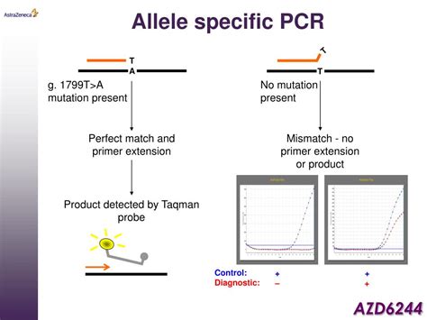 Ppt Detection Of Braf Mutations In Tumour And Serum Of Patients With Advanced Melanoma