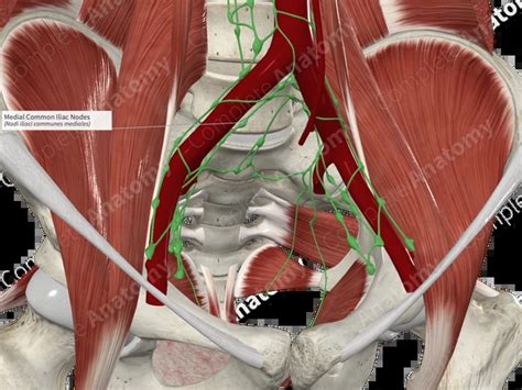 Medial Common Iliac Nodes Complete Anatomy