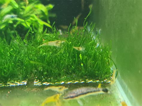 Flame Moss Plate Best