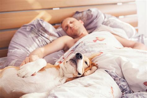 Why Do Dogs Want To Sleep On Your Bed