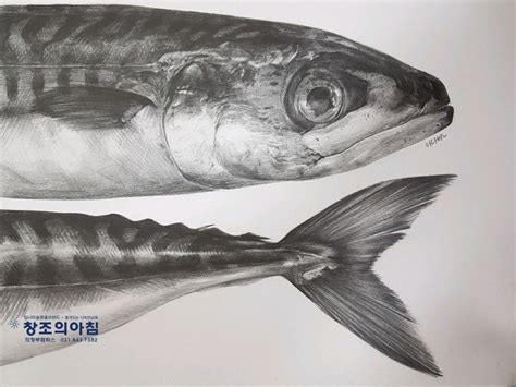 의정부 창조의아침 미술학원 예비반학생 고등어 소묘 드로잉 연필화 생선
