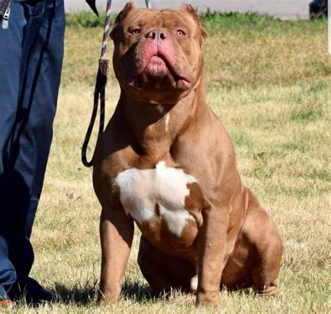 What Is An American Bully Xl Everything You Need To Know The