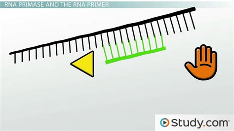 Dna Polymerase And Rna Primase Functions And End Products Lesson