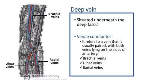 Anatomy Of Venous Systempptx