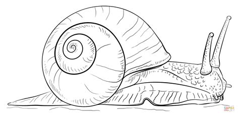 Snail Coloring Sheet Coloring Pages