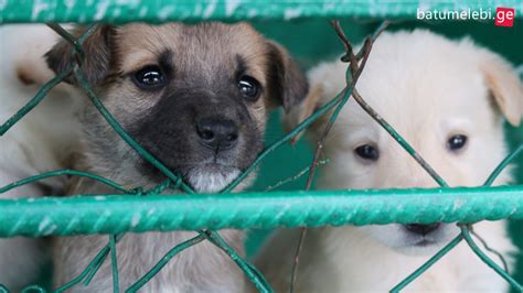 როგორ ავიყვანოთ ძაღლი ბათუმის ცხოველთა თავშესაფრიდან [ფოტო] Batumelebi • მიუსაფარ ცხოველთა