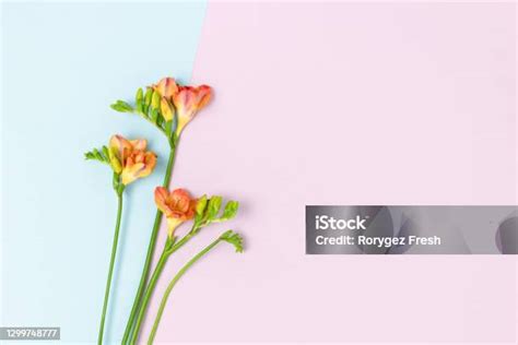 보라색과 파란색 파스텔 배경에 프리시아 꽃 텍스트 장소와 꽃 구성 0명에 대한 스톡 사진 및 기타 이미지 0명 3월 개념 Istock