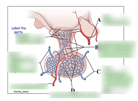 Endocrine Histo Exam 1 Diagram Quizlet