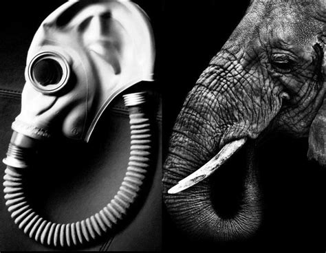 100 Best Tuffy Images On Pholder Ncsu Aww And Csuf