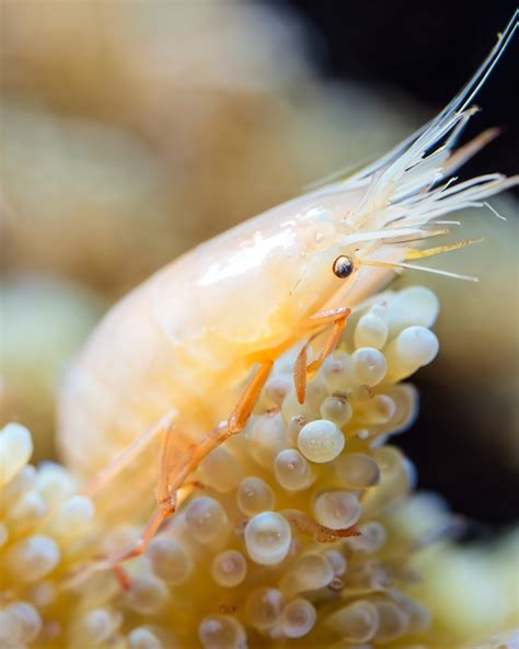 Delicate Sea Shrimp Free Photo Download Freeimages