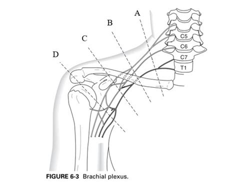 Exam Ii Brachial Plexus And Shoulder Flashcards Quizlet
