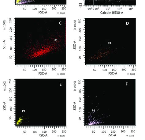 Flow Cytometry Analysis Of Cell Viability Of Digested Cartilage Cell