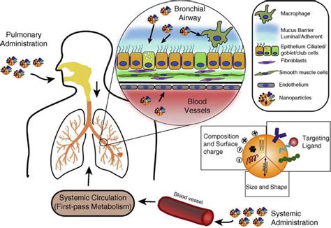 Toxicity Evaluation And Biocompatibility Of Nanostructured Biomaterials