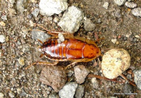 Phil Bendle Collectioncockroach Native Bush Celatoblatta Spp Citscihub