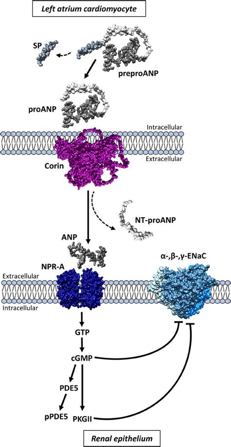Complete Loss Of The Atrial Natriuretic Peptide‐converting Enzyme Corin
