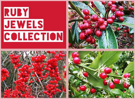 Ruby Jewels Jurassicplants Nurseries