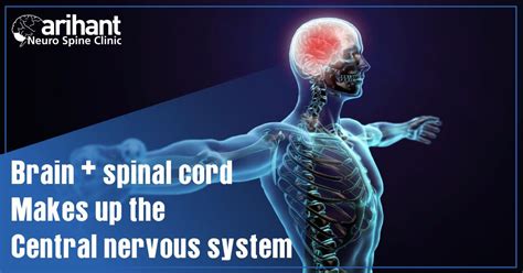 Medial Facetectomy And Foraminotomy Tiktoktoktok