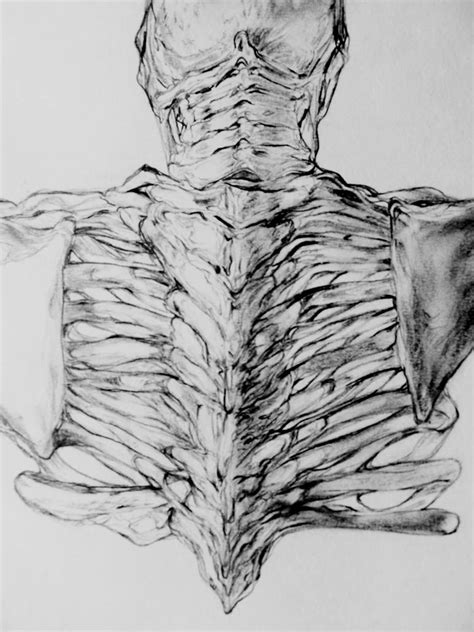 Skeleton By Xrrf On Deviantart