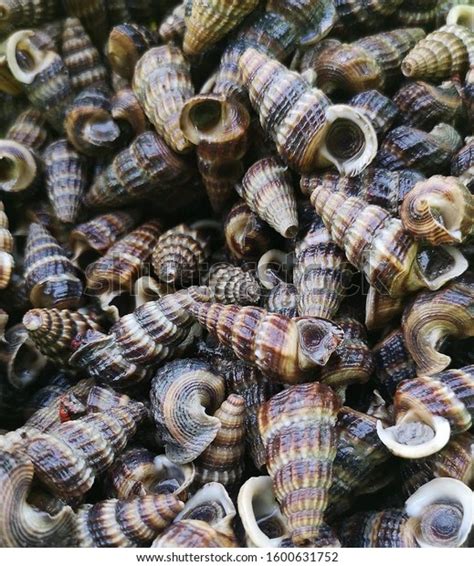 Siput Sedut In English Belitong Dan Orang Kampong Kapal Hanyut Milo Schmitt