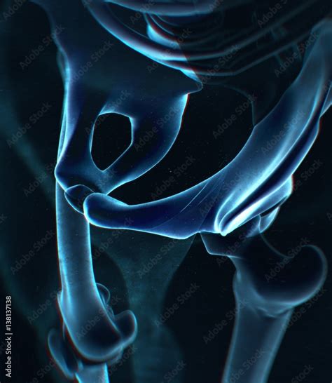 Ilium Bone Hip Bone Or Pelvis Human Anatomy Bone Skeletal Strucure